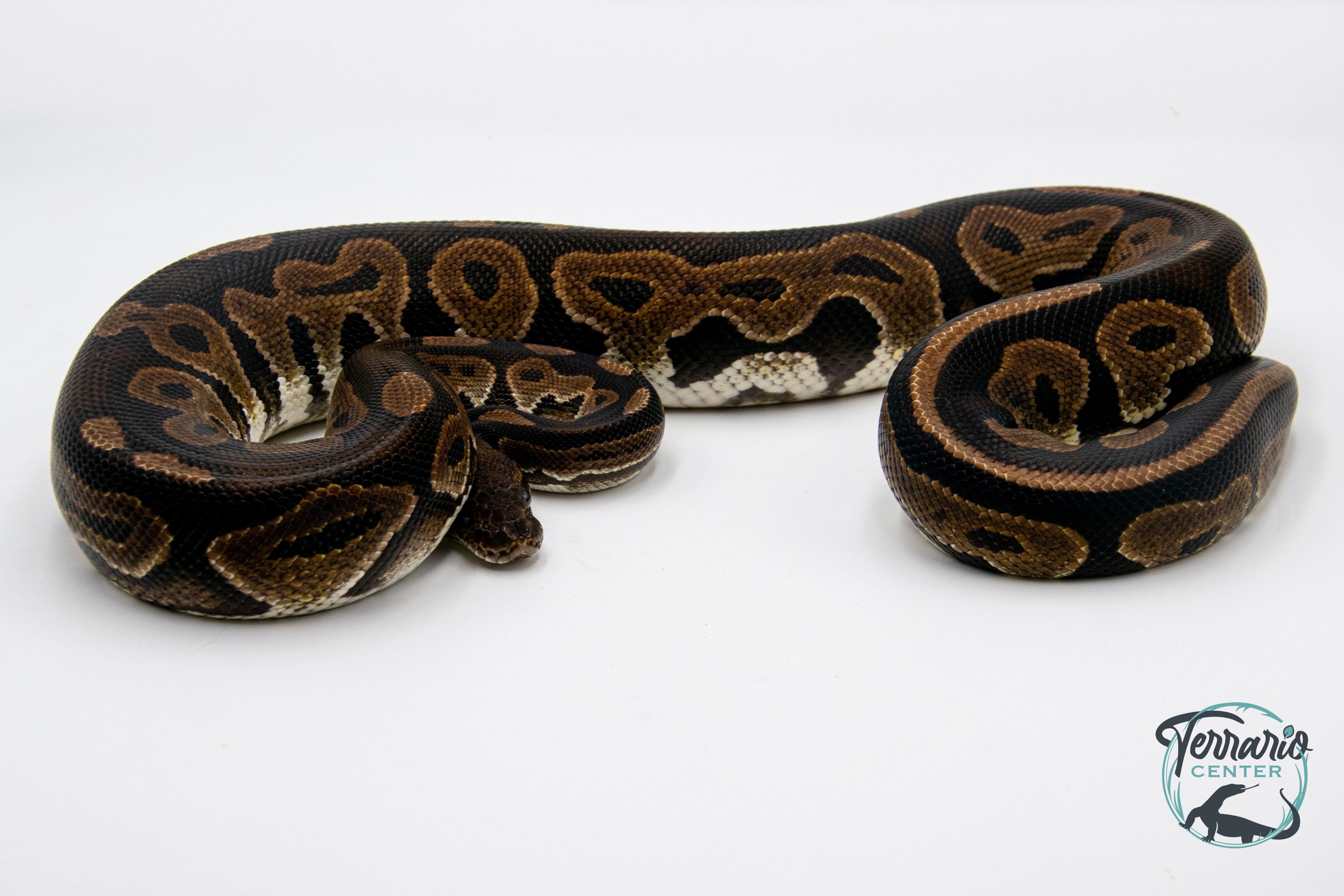 Python royal - Python regius Cinnamon - Adulte