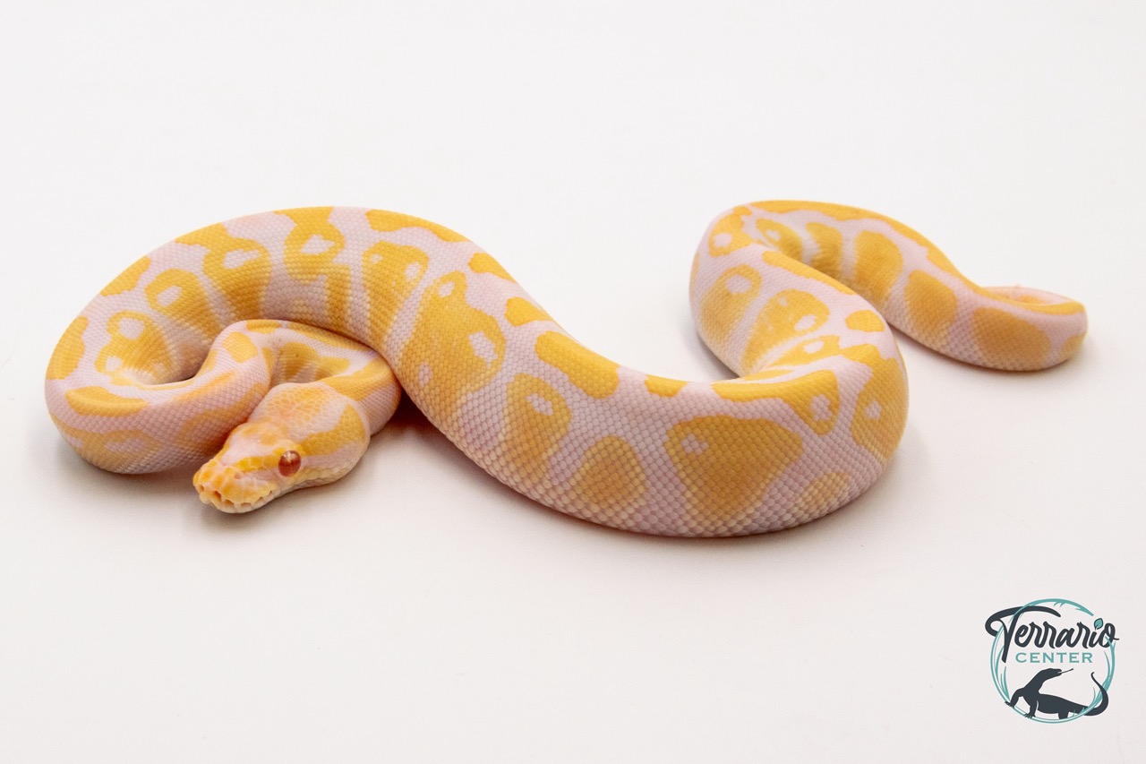 Python regius Albinos