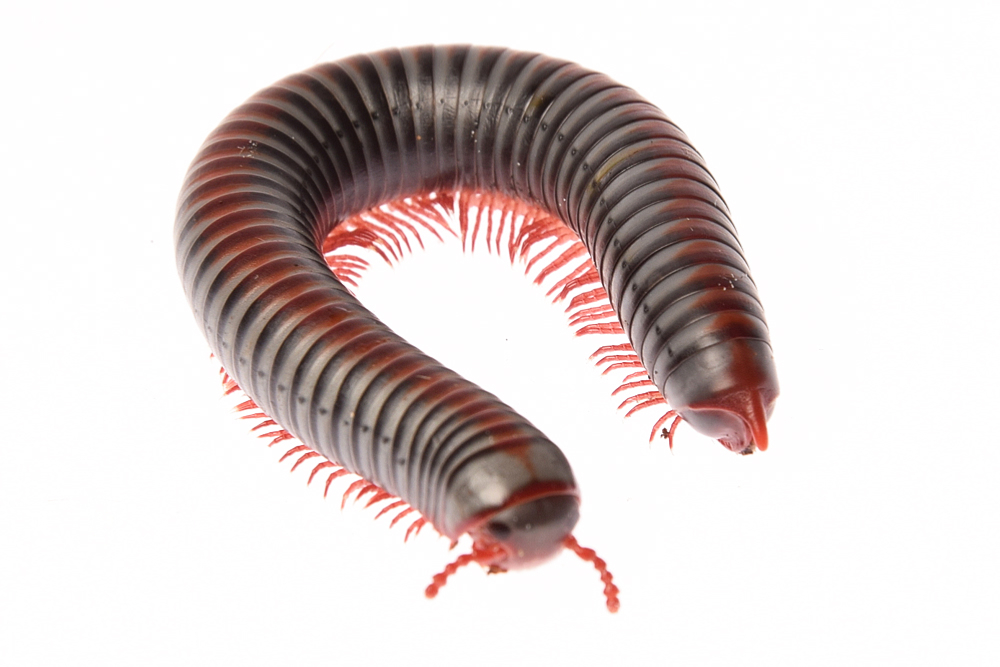 Myriapodes Boutique Terrario Center