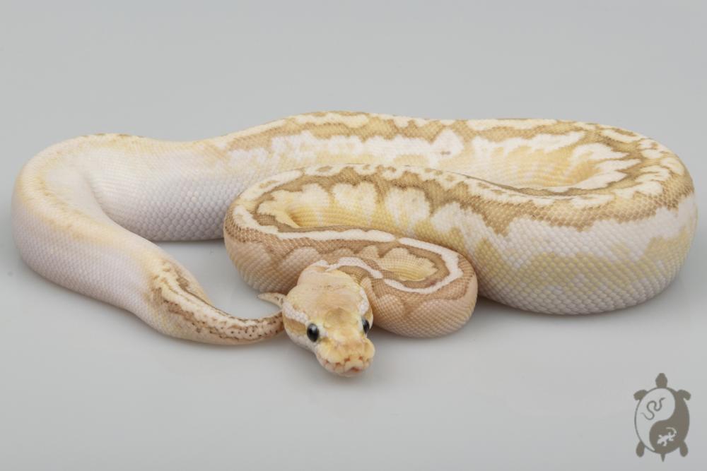 Python_regius Super Pastel Bamboo Calico