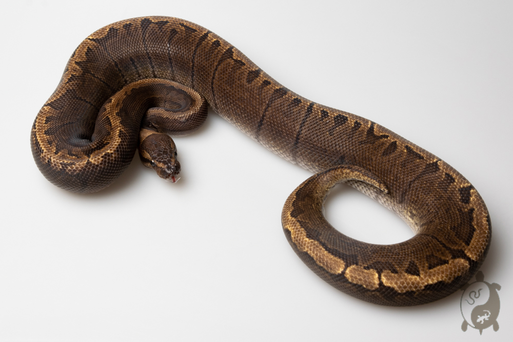 Python regius Pinstripe GHI