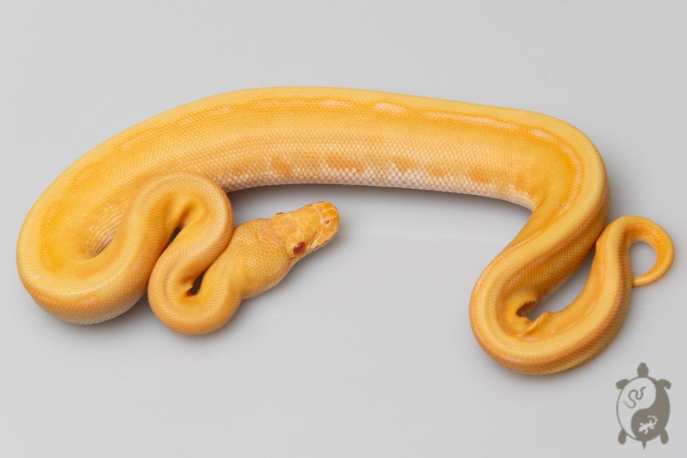 Python regius Albinos Genetic Stripe