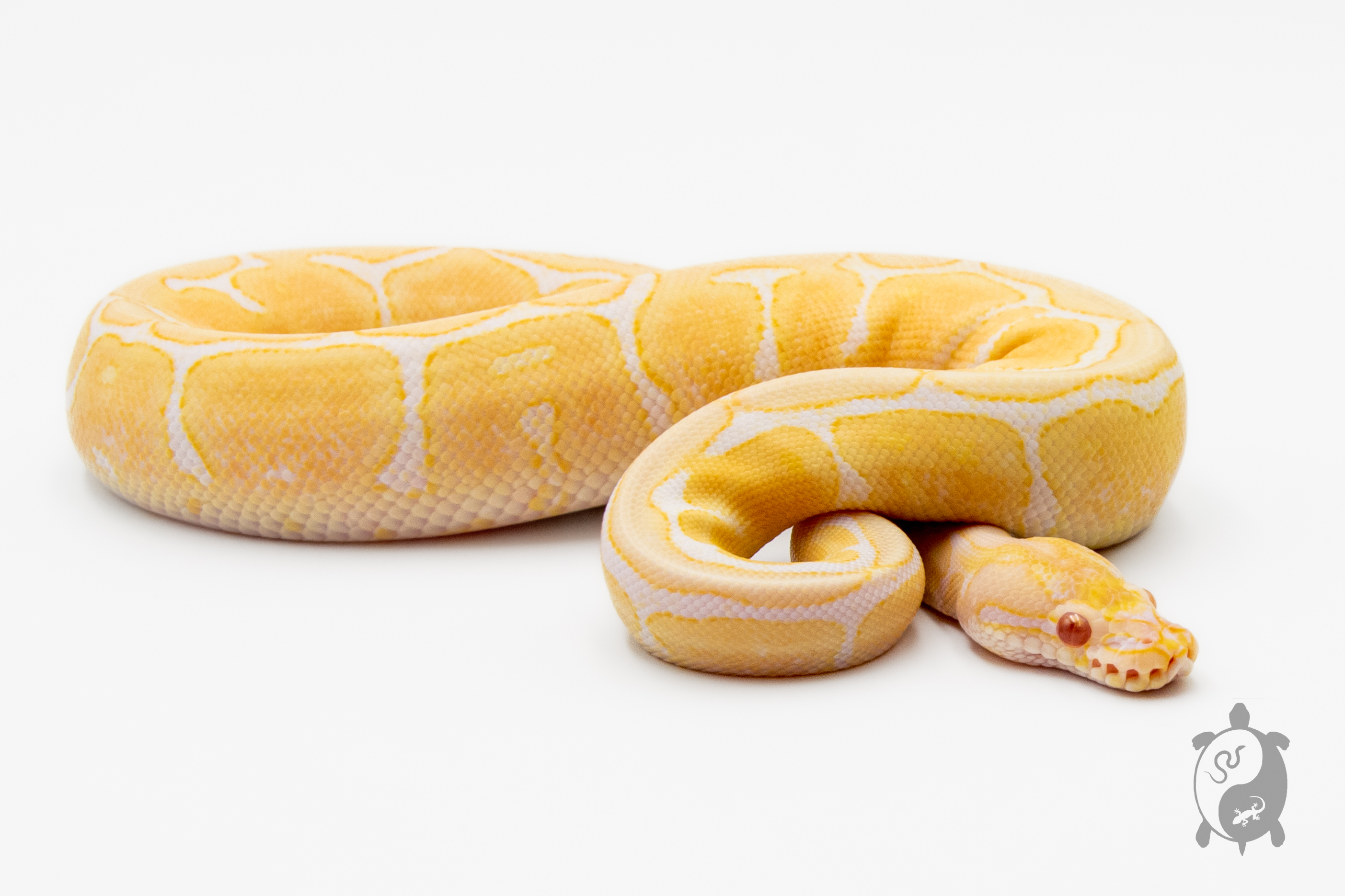 Python regius Albinos Black Pastel Spider