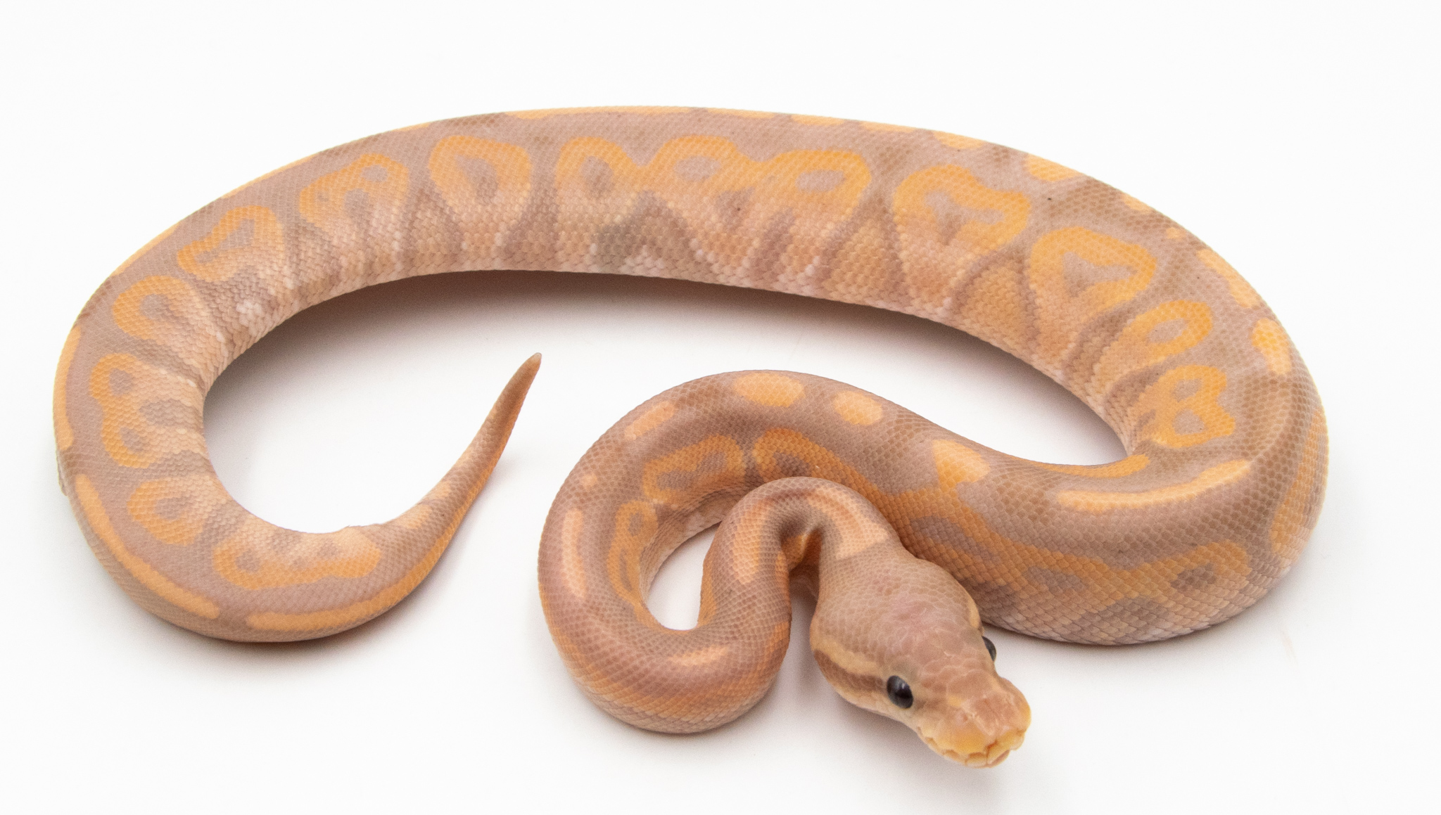 Python regius Banana Cinnamon