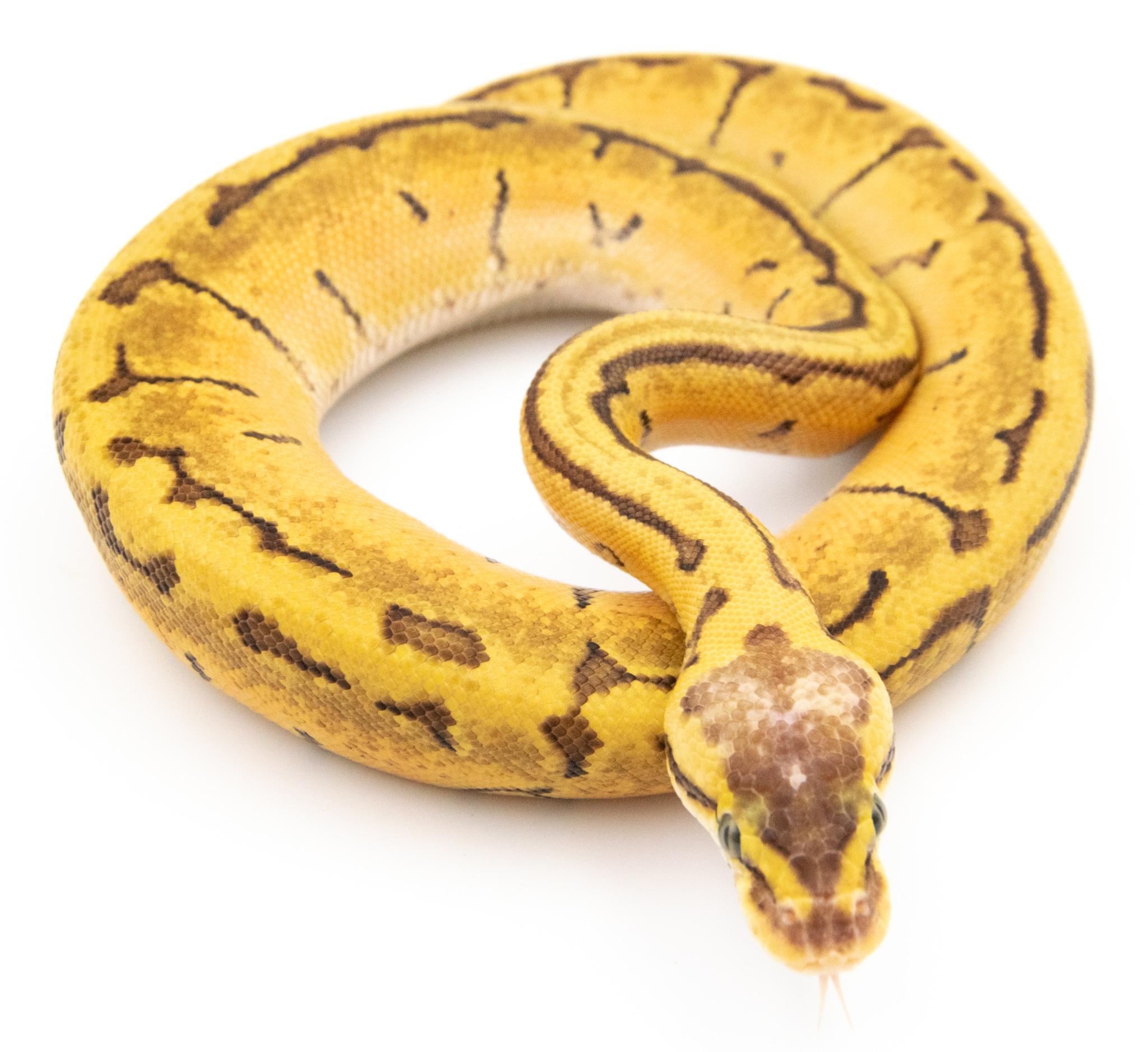 Python royal - Python regius Enchi Lemon Blast