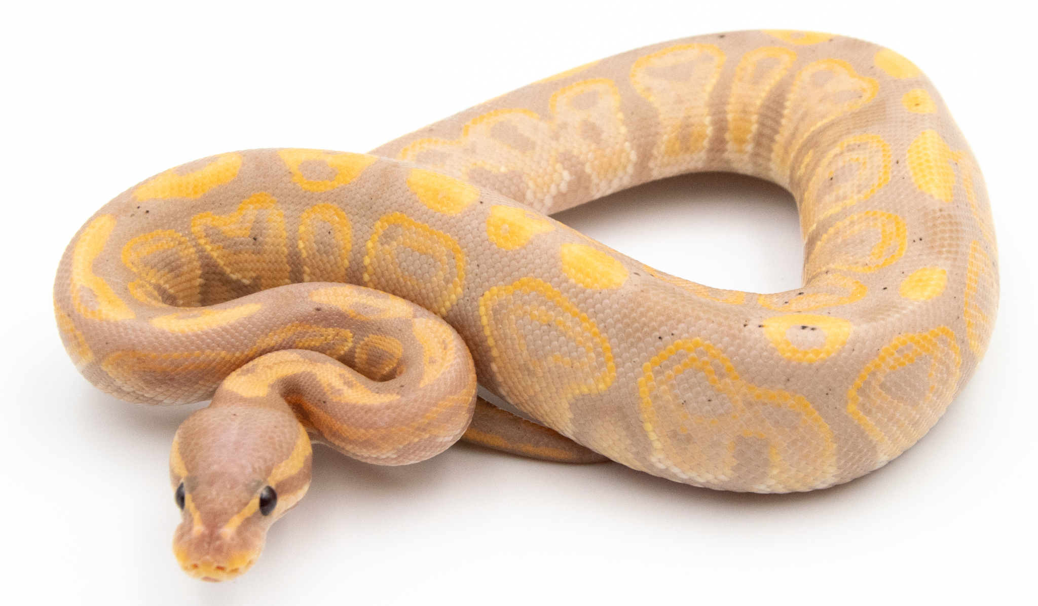 Python royal - Python regius Banana Black Pastel