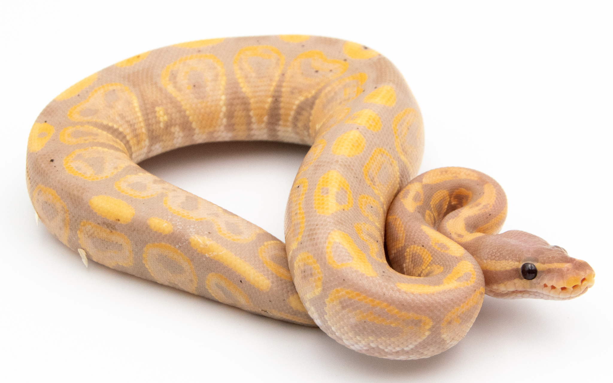 Python royal - Python regius Banana Black Pastel