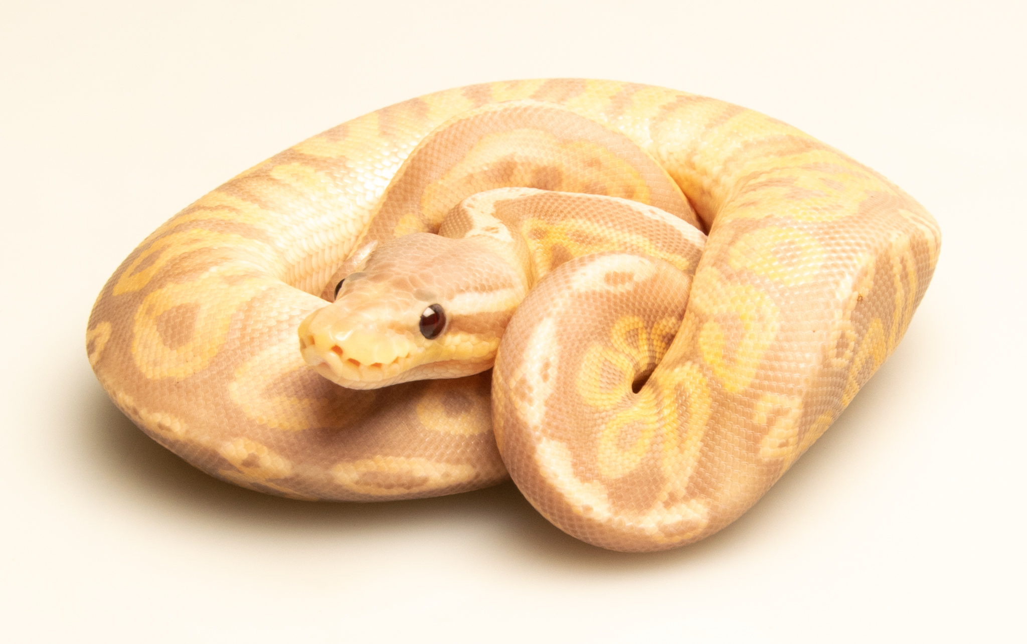 Python regius Banana